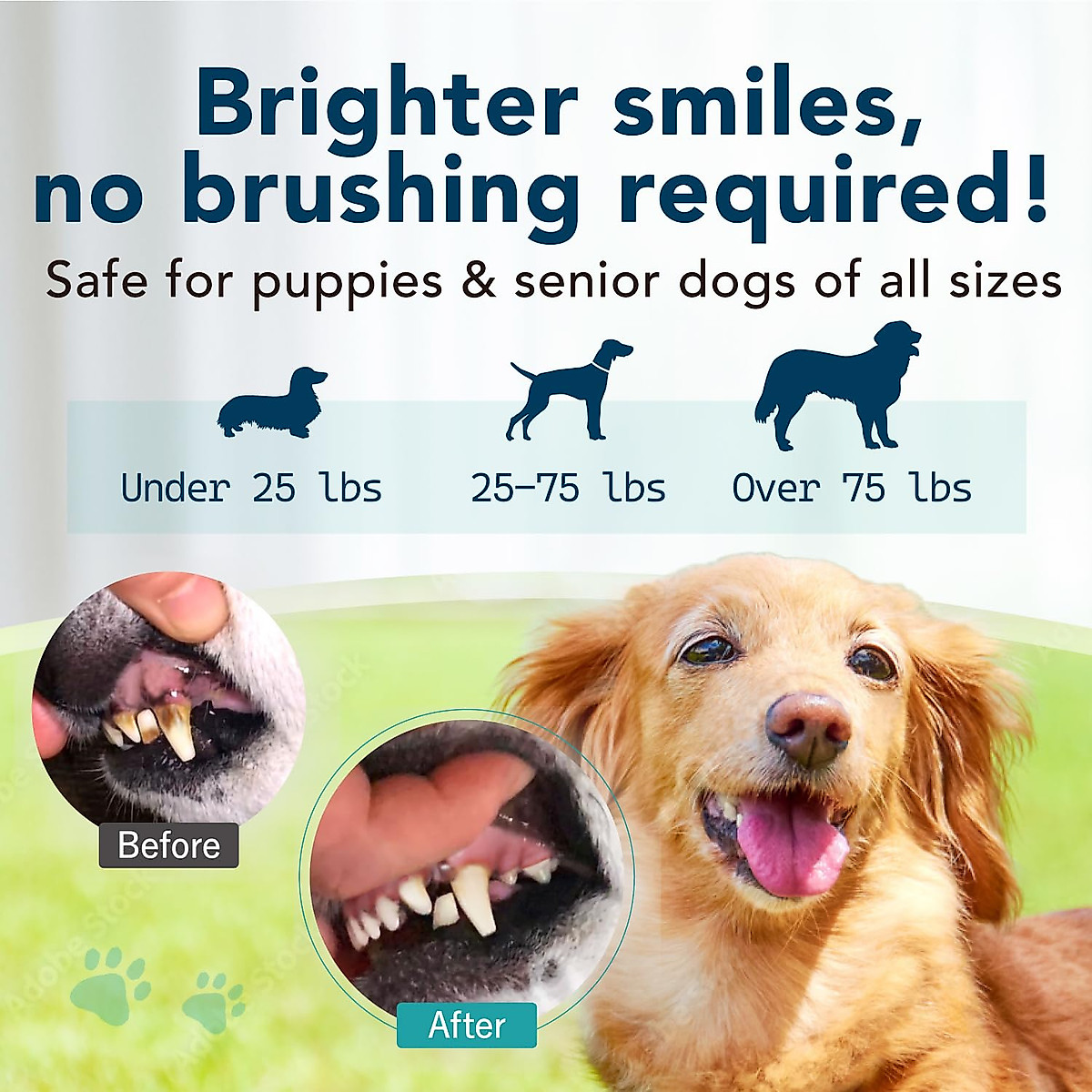 Brushless Organic Dog Toothpaste | Dog Breath Freshener | Dog Tooth Brushing Kit | Dog Teeth Cleaning | Reduce Plaque & Tartar | Vet Formulated (DR. DENTAL WAN Enzymatic Toothpaste for Dogs)