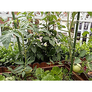 BTSD-home Garden Stakes 30 Inches Steel Plant Stakes Sturdy Tomato Stakes, Pack of 25