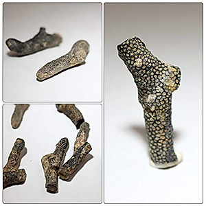 Scicalife Kids Toys 5Pcs Stromatoporoid Fossils Ordovician Bryozoan Fossils Specimens Ancient Marine Fossils Model Figurine Science Teaching Materials Random Style Kid Toys