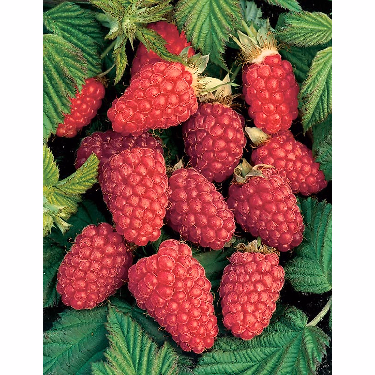 Loganberry Plant Live from 6 to 10 Inc Height, Berry Fruits Planting Ornaments Perennial Garden Simple to Grow Pots