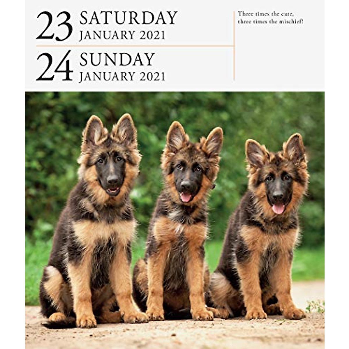Dog Page-A-Day Gallery Calendar 2021