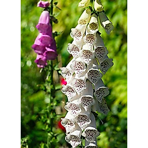 NIKA SEEDS - Flowers Purple Foxglove Digitalis Mix Perennial - 600 Seeds