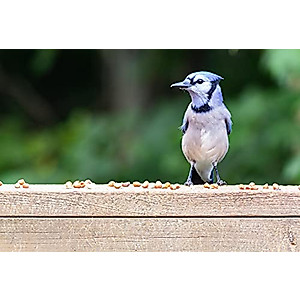 lightbrown Roasted & Cleaned 15LB Premium Peanuts for Birds and Wildlife. No Mess Wholesome Nuts. The Best Bird Seed for Wild Birds! (15)