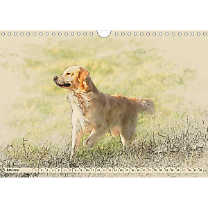 Golden Retriever 2020 (Wandkalender 2020 DIN A4 quer): Golden Retriever im kunstvollen Aquarell-Stil. Jedes Monatsmotiv gleicht einem kleinen Kunstwerk (Monatskalender, 14 Seiten )