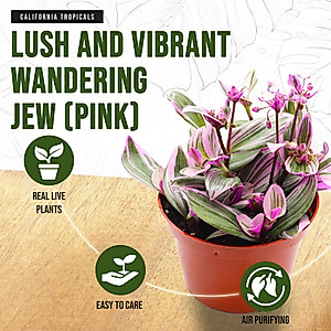 California Tropicals Pink Tradescantia - Rare Nanouk - Live Houseplant Potted in Soil with Rooted Leaves - Easy Care Indoor Outdoor Plant, Mini Tiny Tropical Plant Garden, 6 inch Pot