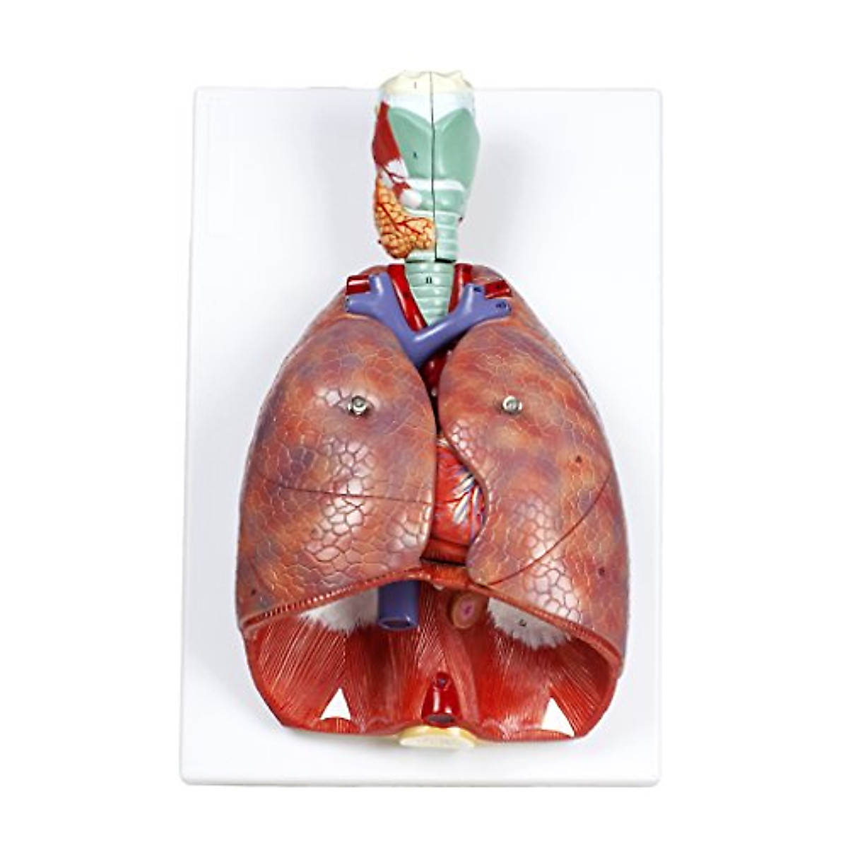 Jackson Global JS00091 Human Respiratory System | Life Size | Includes 7 Removable Parts