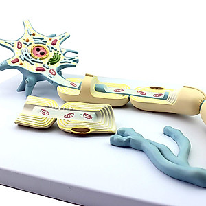 Medical Neuron Cell Body Nerve Fiber Structure Enlarged Model, Brain Anatomy Neurology Model 2-Part Teaching Demonstration Tool