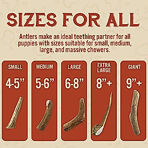 Elk Antlers for Dogs - Grade A, Naturally Shed Antlers | Long Lasting Dog Bones for Aggressive Chewers & Teething Puppies | All Breeds Chew Toy USA Made & Veteran Owned | Large: 7" Whole Elk, 1-Pack