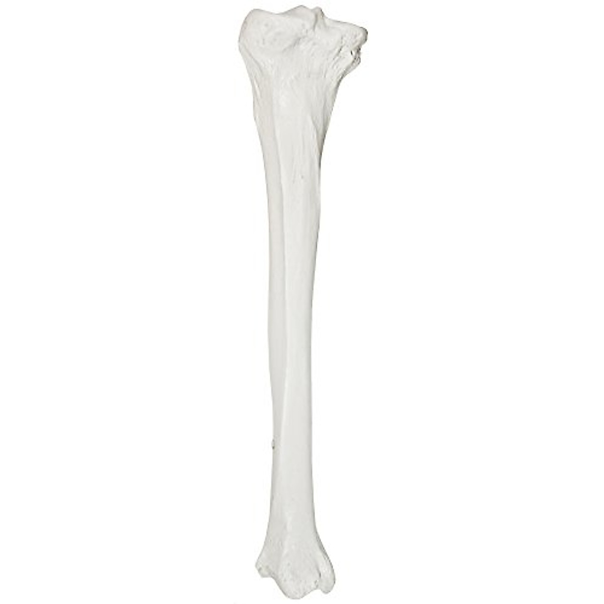 Axis Scientific Tibia Bone Model | Left | Cast from a Real Human Fibula Bone l Lower Leg Bone Model Has Realistic Texture and Important Bony Landmarks