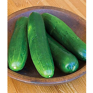Burpee Seeds, Burpee Seeds Cucumber Burpless Beauty, 1 Count