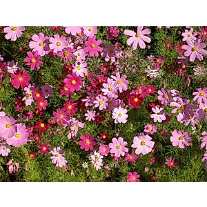 2000-Mixed Cosmos Seeds by NOTSWOH