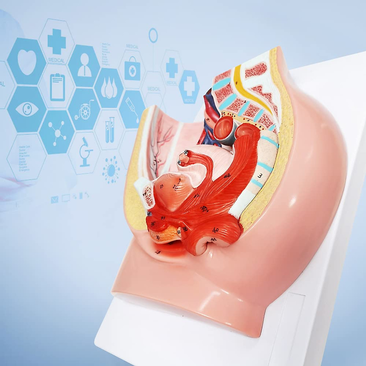 Merinden Female Pelvis Reproductive Anatomy Model, Life Size Pelvis Model on Baseboard, 2-Parts Pelvis Organ Model with Muscular, Urinary, Reproductive System, Includes Detailed Product Manual