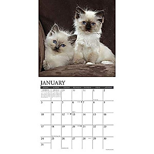 Ragdoll Cats 2021 Wall Calendar