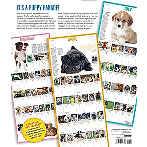 365 Puppies-A-Year Picture-A-Day Wall Calendar 2023: Absolutely Spilling Over With Puppies