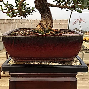 Tinyroots Bonsai Humidity Tray, 9-Inch Drip Tray, Maintains Moisture for Plants and Helps Protect Furniture, Bonsai Tray for Cactus, Succulents, Bonsai, and Houseplants