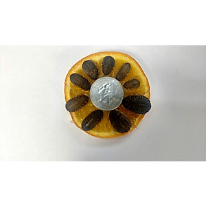 50 Large Dubia Roaches in Cup