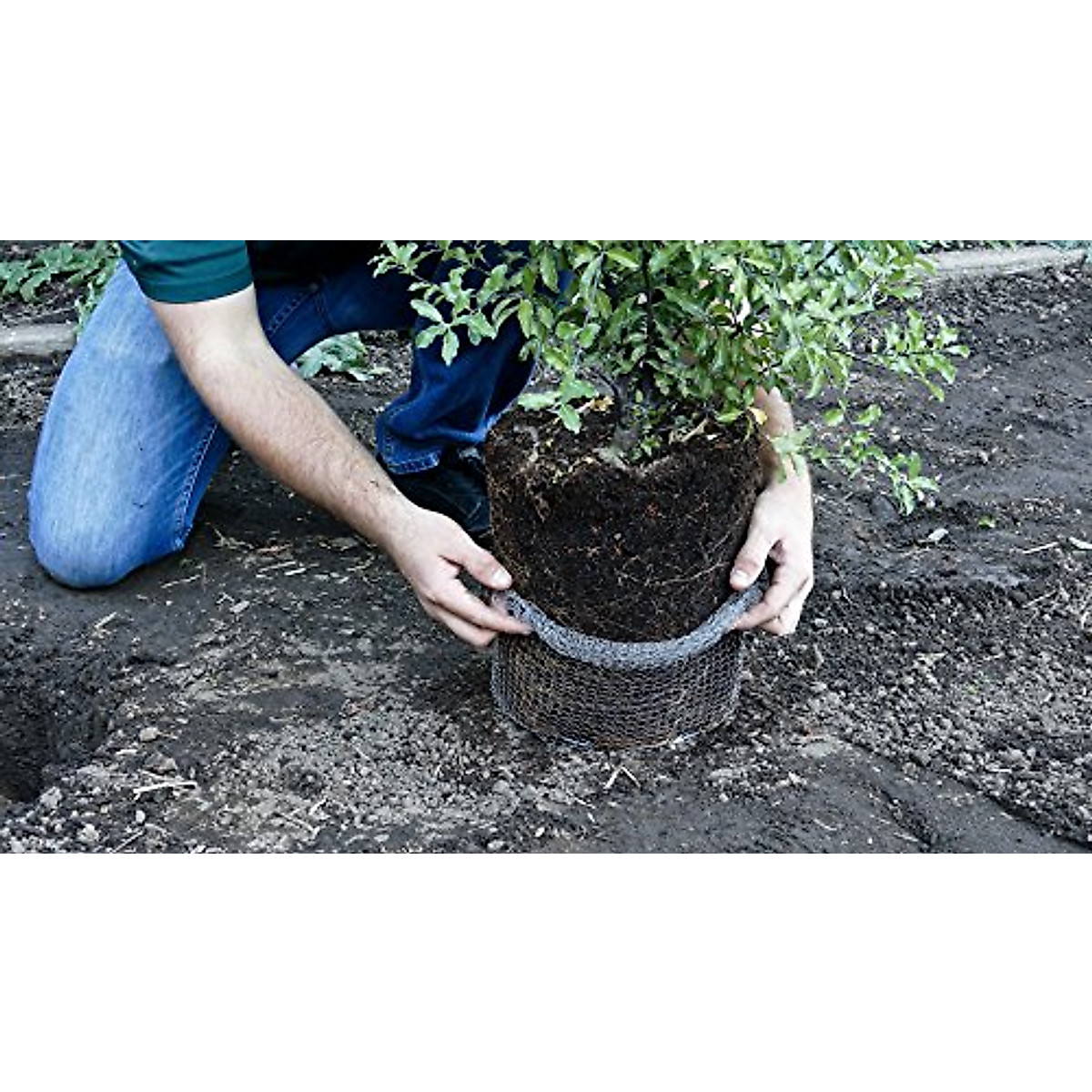 RootGuardTM Speed Baskets, Gopher Wire Baskets. (1-Quart Mini - 6 Pack)