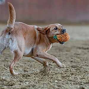 Herm Sprenger – Pineapple Dog Chew Toy for Aggressive Chewer – Natural Rubber Dog Treat Dispenser – Large Tough Dog Dental Teeth Cleaning Chew Toys for Large and Medium Breed