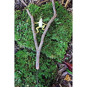 Top Collection 4398 Miniature Fairy Garden Frog Climbing Branch & Planter Stake Decor, Small