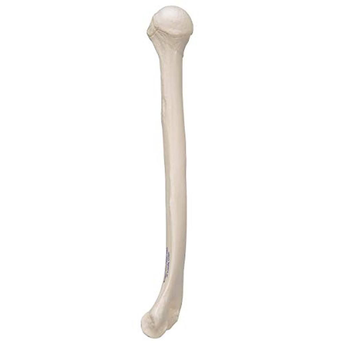 3B Scientific A45/1 Humerus - 3B Smart Anatomy