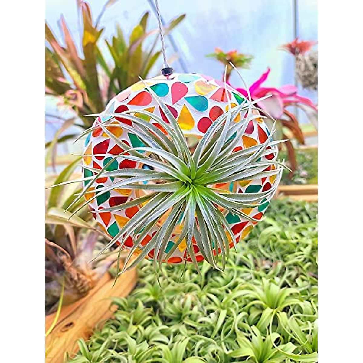 Large Air Plants - 1 Hybrid No. 1-4 to 6 Inch Air Plant - Color & Form Varies by Season - 30 Day Guarantee on Tillandsia from The Drunken Gnome (1, One Size 4-6")