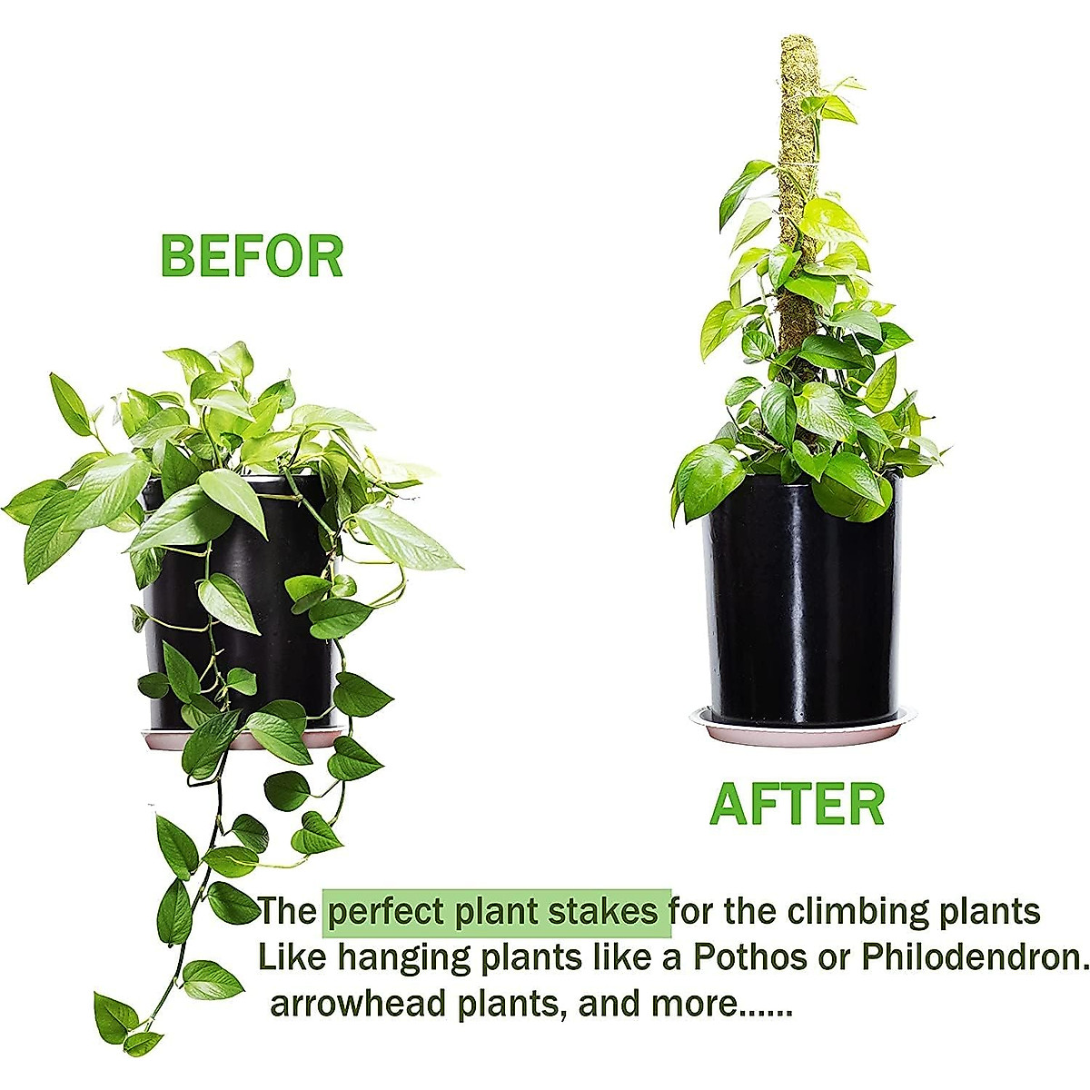 Moss Pole,Moss Pole for Plants Monstera,2 Pack Extending to 27inch Natural Forest Moss Poles for Climbing Plants,Plant Poles for Potted Plants Indoor,Moss Stick Used Separately or Joined Together.