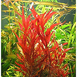 Mainam Alternanthera Reineckii VAR. Roseafolia Telanthera Freshwater Red Stem Live Aquarium Plant