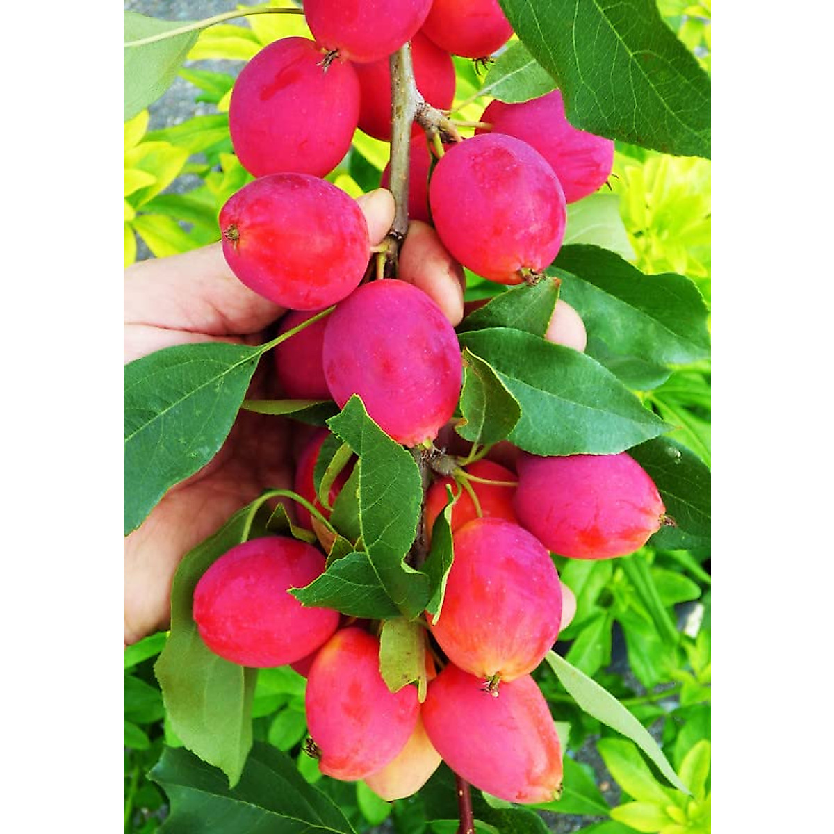 Dolgo Crabapple Tree Live Plant, Crabapple Plant Live Dormant 20 to 30 Inc Tall, No Ship to CA, HI to Grow Pots