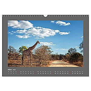 Twigas - Giraffen (Wandkalender 2023 DIN A3 quer), Calvendo 2023 monthly calendar