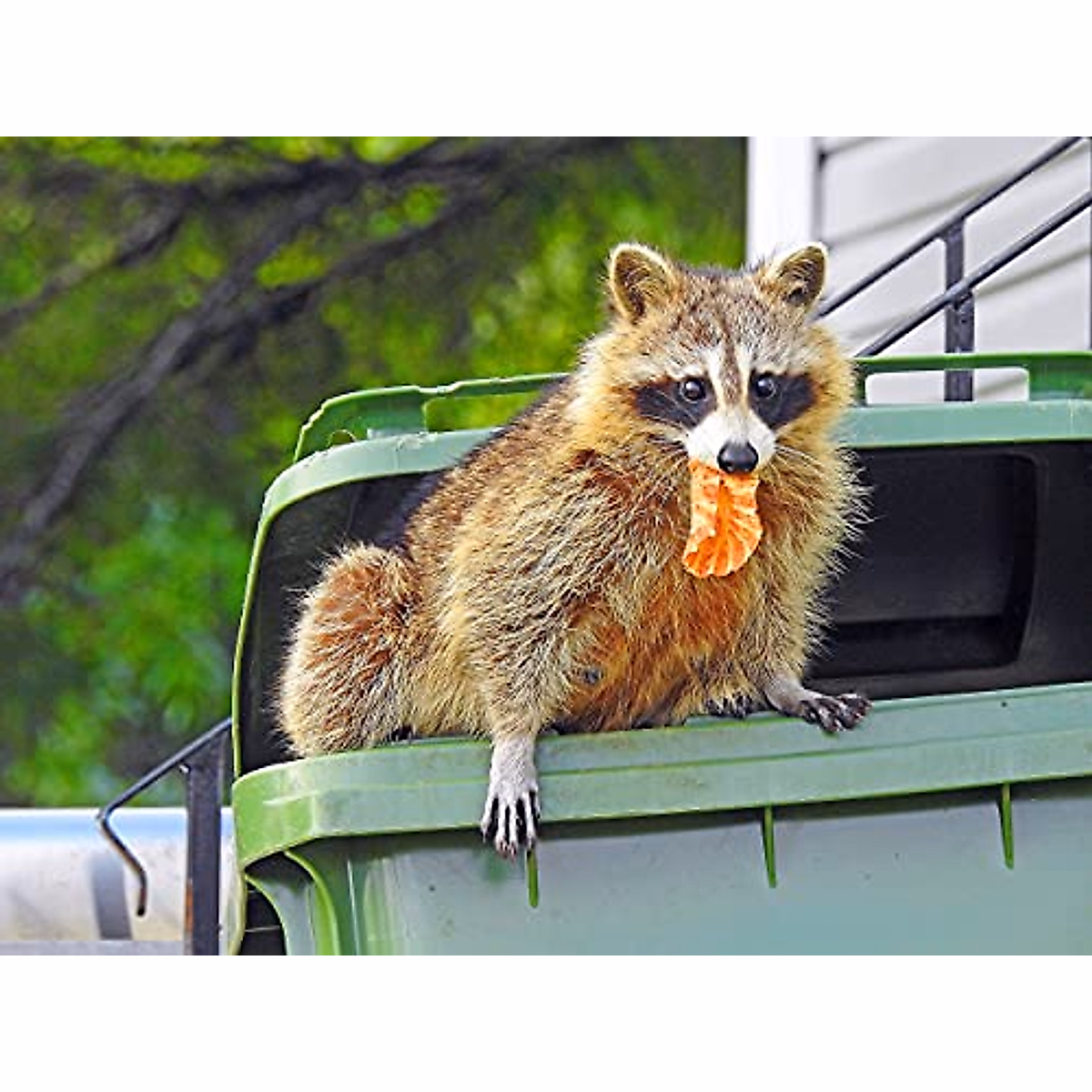 Lid Loc Outdoor Garbage Can Lock Keeps Trash Secure and Wildlife Out Wind Weather Proof Strong Durable