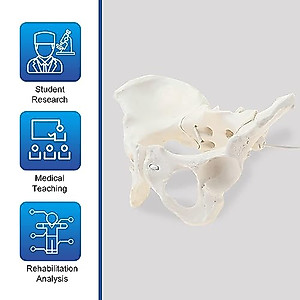 LYOU Life Size Female Pelvis Model, Flexible Female Anatomy Model, Hip Bone Pelvic Anatomical Model for Science Education Midwife in Obstetrics, Gynecology & Patent Communication