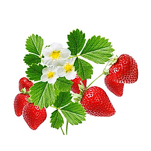 Evie-2 Strawberry Everbearing Bare Roots Plants, 25 per Pack, Hardy Plants Non GMO