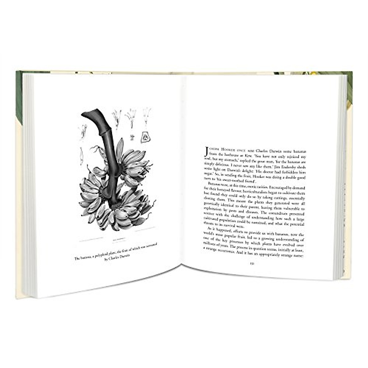 Plants: From Roots to Riches