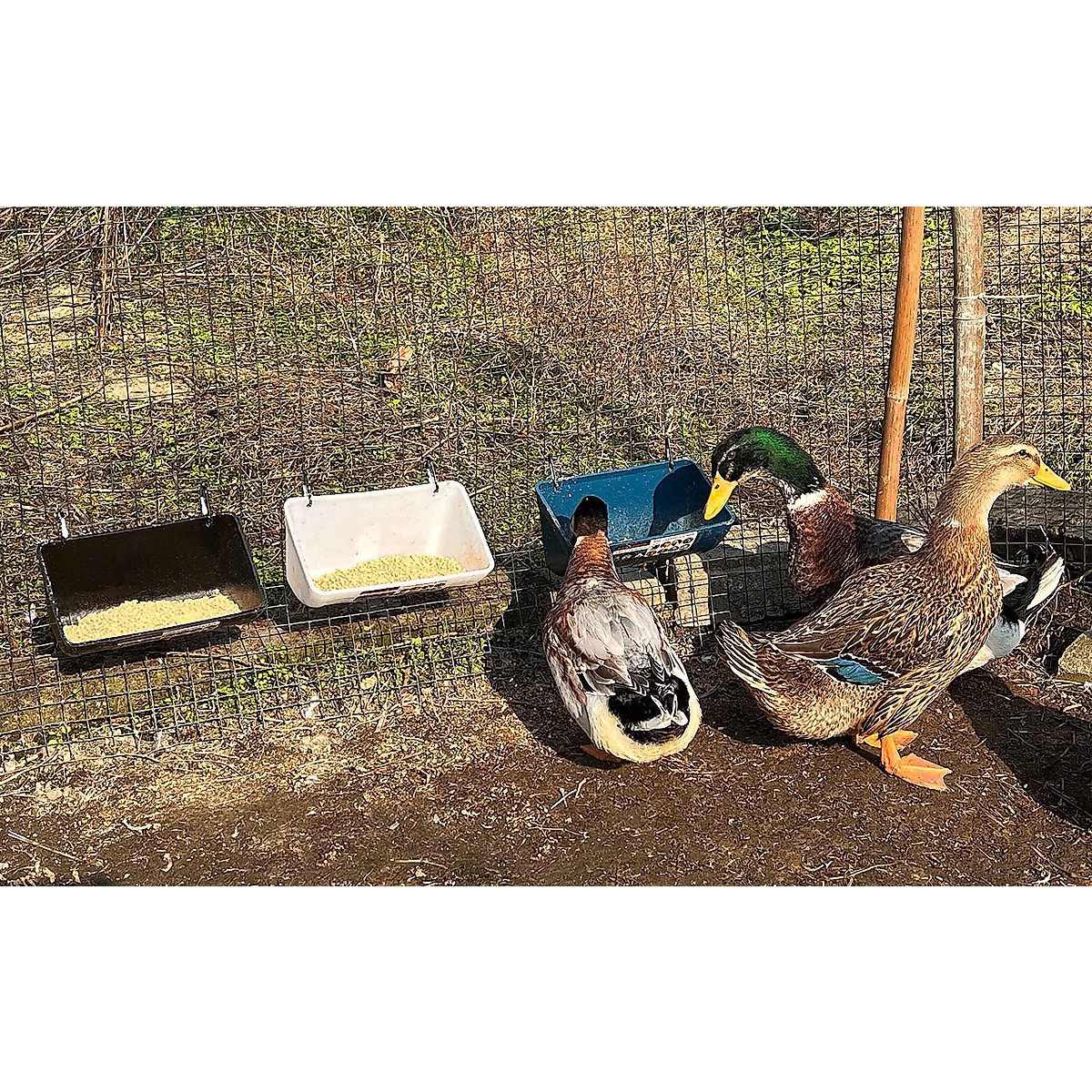 2 Pack Feed Trough and Waterer Bucket with Clips, for Goat Chicken Duck Sheeple Dog Piglets Deer Goose, Turkeys, Goat Feeder Supplies, 4.5 Quart (Appearance Patent Product)