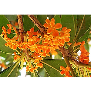 15+ Mixed Osmanthus Flower Seeds Yellow Orange Perennial Tree Shrub Bonsai Fragrant Osmanthus fragrans