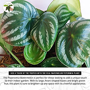 California Tropicals Watermelon Peperomia Plant - 4'' Unique Mini Houseplant - Easy Live Potted Plant for Small Indoor Spaces, Air Purifying - Tiny Garden Gem, Tropical Office Decor