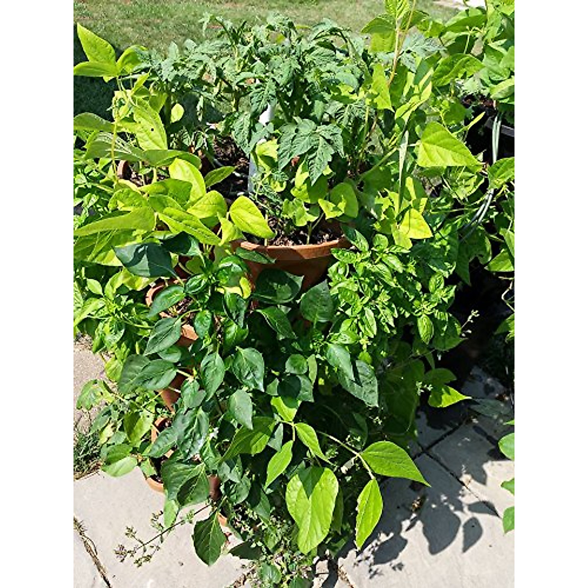 Large 64 Quart Stackable Planter 5-Pack - Grow More in Less Space - Plant Pots and Stack - DIY Vertical Gardening System - for Growing Veggies, Herbs, Garden Greens, Starwberries (Terracotta)