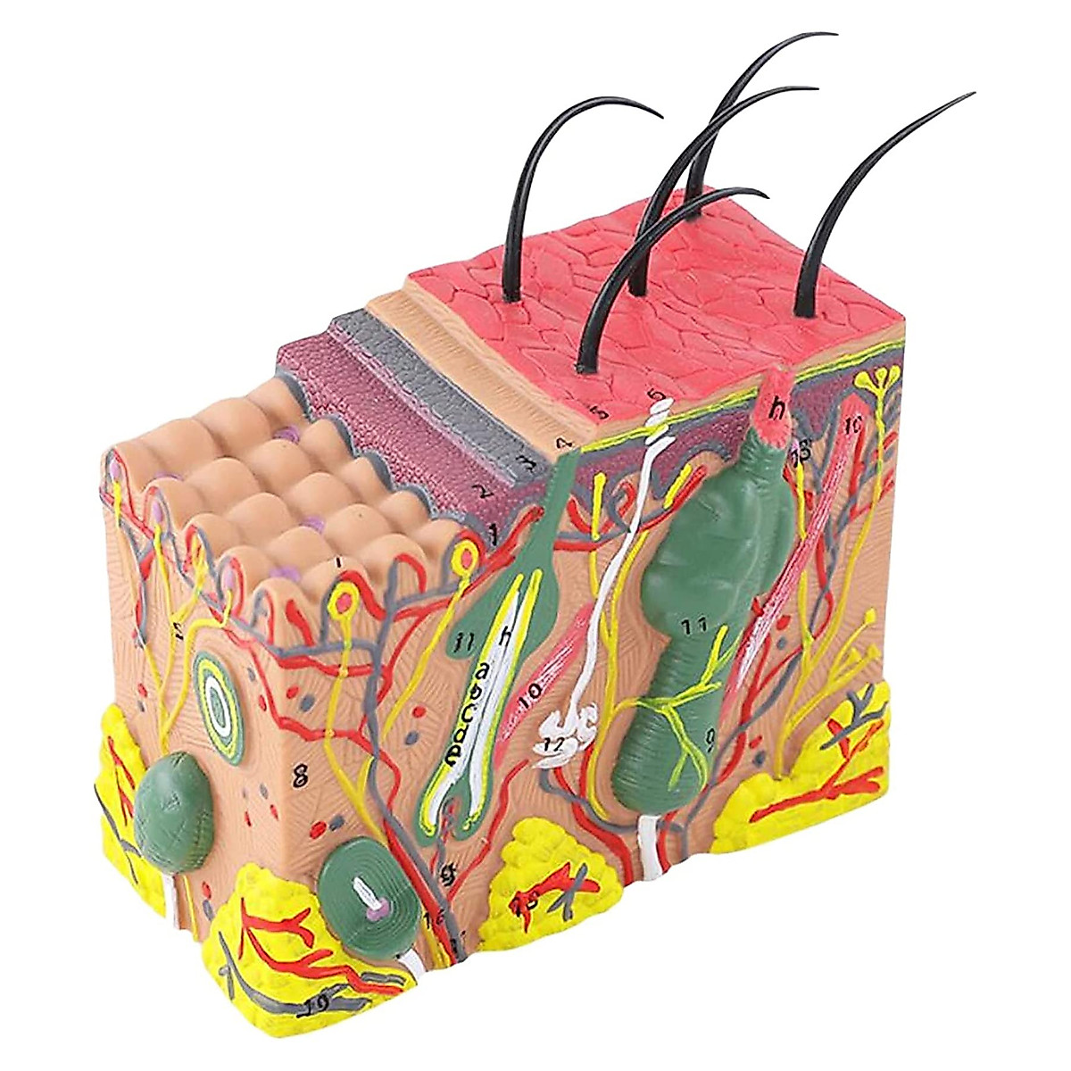 HAILIA Medical Models, Skin Model 35X Enlarged Anatomical Model Human Skin Anatomy Model for Anatomic Office and Science Study