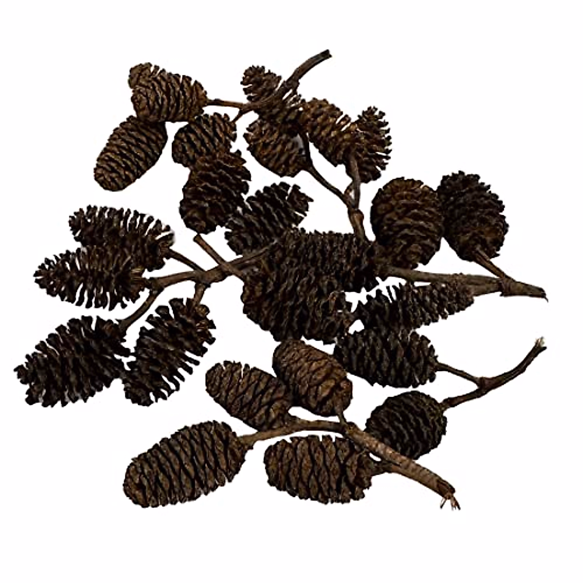 Alder & Casuarina Cones Betta/Shrimp Tank Promotes Natural Habitat, Breeding, Tannin Producing Improves Immunity, Easy to Use, Alder Cone Alternative by Awesome Aquatic (25 Pack Alder)