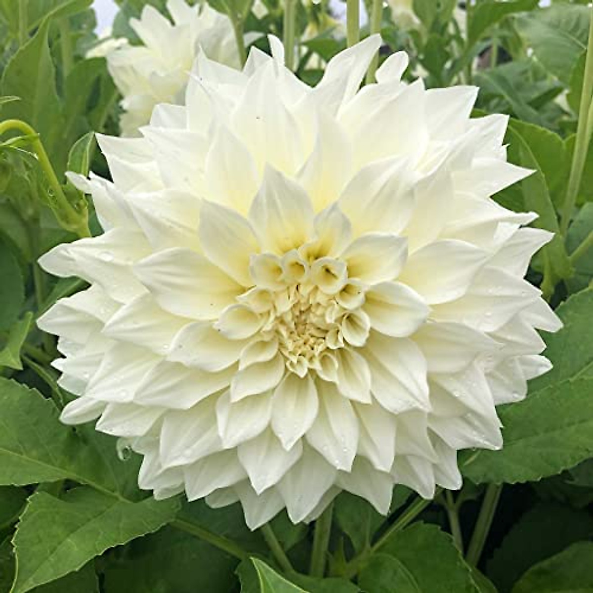 Dahlia Bulbs (Dinnerplate) - Café Au Lait Mix - 10 Bulbs - Mixed Flower Bulbs, Tuber Attracts Pollinators, Easy to Grow & Maintain, Fast Growing, Cut Flower Garden