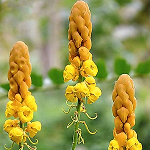 CHUXAY GARDEN 35 Seeds Senna Alata,Emperor's Candlesticks,Candle Bush,Candelabra Bush, Christmas Candles,Empress Candle Plant, Ringworm Shrub,Candletree Yellow Orange Small Shurb