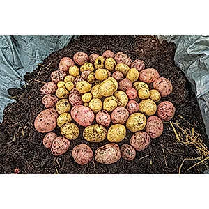 Gardzen 6 Pack BPA-Free 10 Gallon Vegetable Grow Bags with Access Flap and Handles, Suitable for Planting Potato, Taro, Beets, Carrots, Onions, Peanut