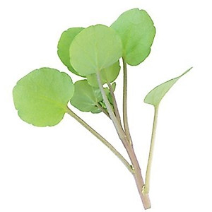 David's Garden Seeds Cress Watercress FBA-3848 (Green) 200 Non-GMO, Heirloom Seeds