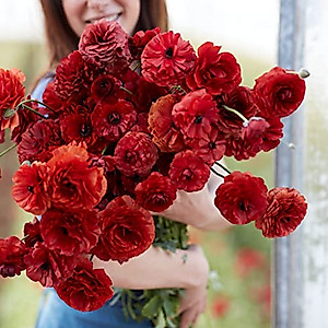 Ranunculus Bulbs - Chocolate - 100 Bulbs - Red Flower Bulbs, Corm Attracts Bees, Attracts Pollinators, Easy to Grow & Maintain, Fragrant, Container Garden