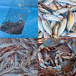 Fishing Bait Trap,2 Packs Crab Trap Minnow Trap Crawfish Trap Lobster Shrimp Collapsible Cast Net Fishing Nets Portable Folded Fishing Accessories,12.6X20.1inches