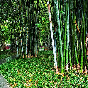 CHUXAY GARDEN 60 Seeds Phyllostachys Edulis,Moso Bamboo,Tortoise-Shell Bamboo,Edible Bamboo,Phyllostachys Pubescens, Running Bamboo Hardy Privacy Screen Plant Best Organic Bonsai
