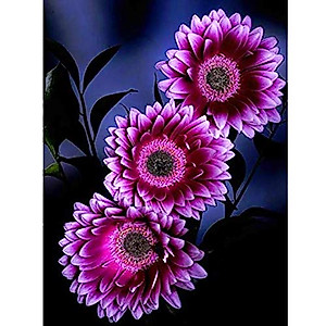 GMNP0di% Sunflower Seeds to Plant Purple Sunflower Seeds Ornamental Plant Home Garden Yard Farm Office Decor Non-GMO Seeds Purple Sunflower Seeds