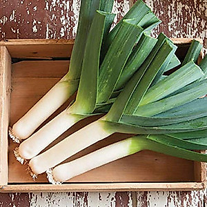Large American Flag Leek Seeds for Planting (300mg) | Non GMO, Heirloom, USA Seeds | Garden Vegetable Scallion Onion | Crisp Sweet Flavor Great Tasting