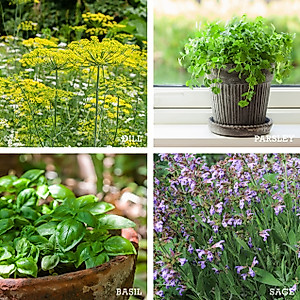 The Old Farmer's Almanac Herb Garden Starter Kit - 6 Seed Packets (Over 3000 Seeds) with Wooden Plant Markers - Non-GMO, Open Pollinated, Heirloom Seeds