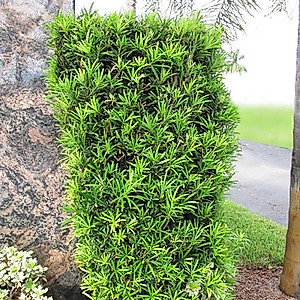 CHUXAY GARDEN Chinese Podocarpus Seeds for Planting Privacy Screen Dwarf Shrubs Evergreen Conifer Bushes Podocarpus Macrophyllus Seed 30 Seeds Hardy Tree Fast Growing Great for Bonsai